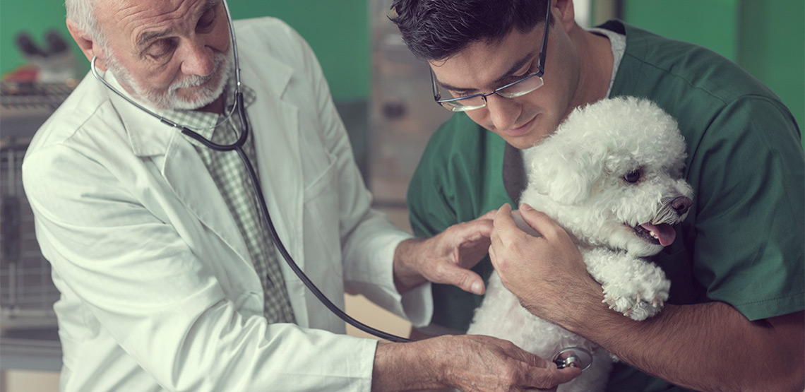 How To Become A Vet Tech Are You Interested In Working With Animals How To Become A Vet Tech Are You Interested In Working With Animals