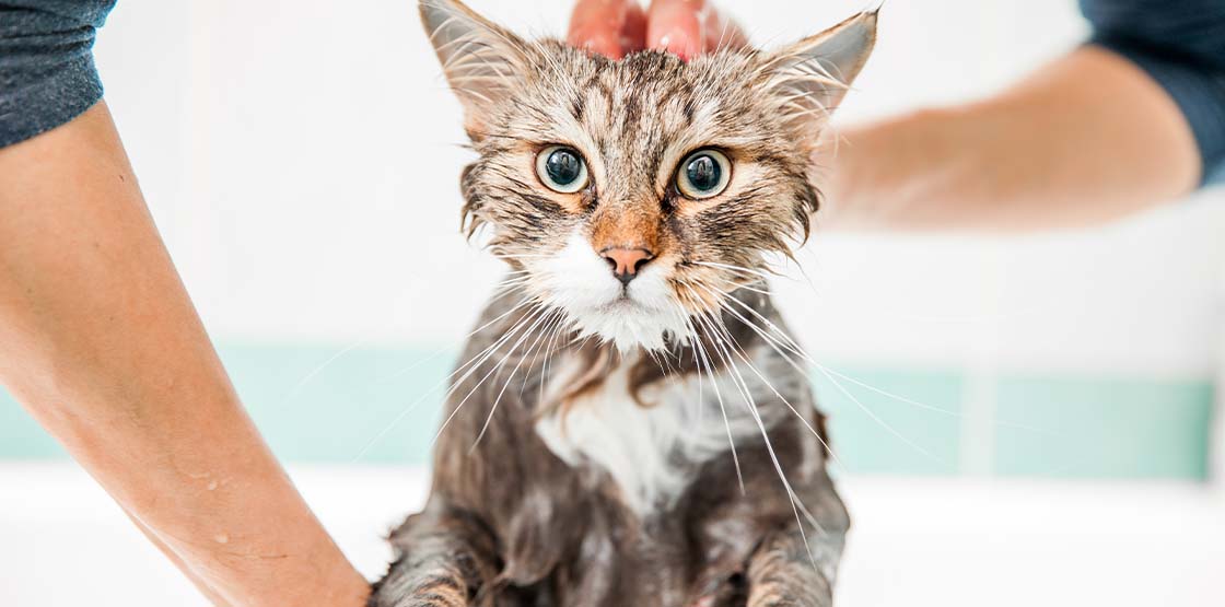 How To Bathe A Cat How To Make Bathing An Easy Experience For Cats How To Bathe A Cat How To Make Bathing An Easy Experience For Cats